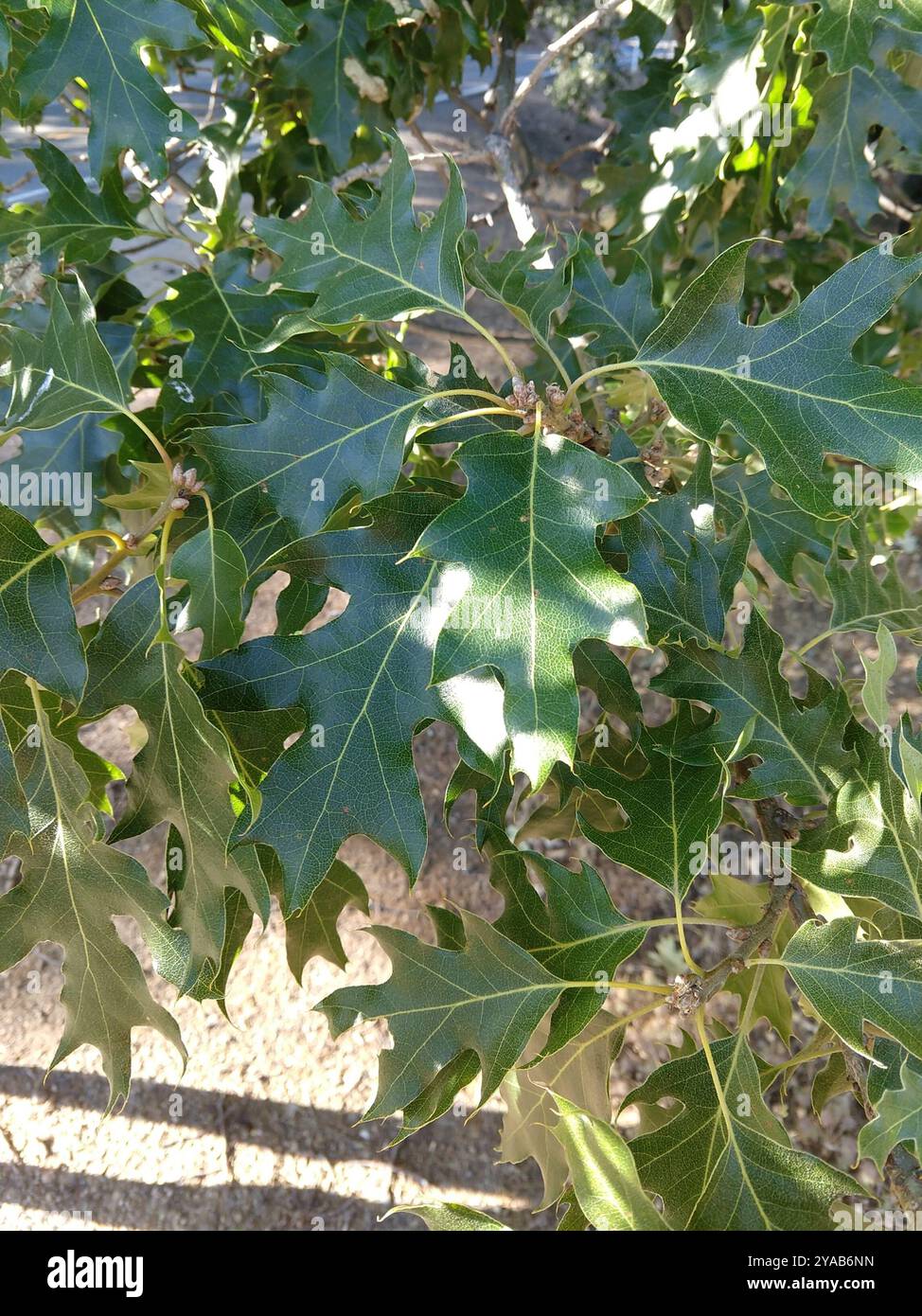 California black oak (Quercus kelloggii) Plantae Stock Photo - Alamy