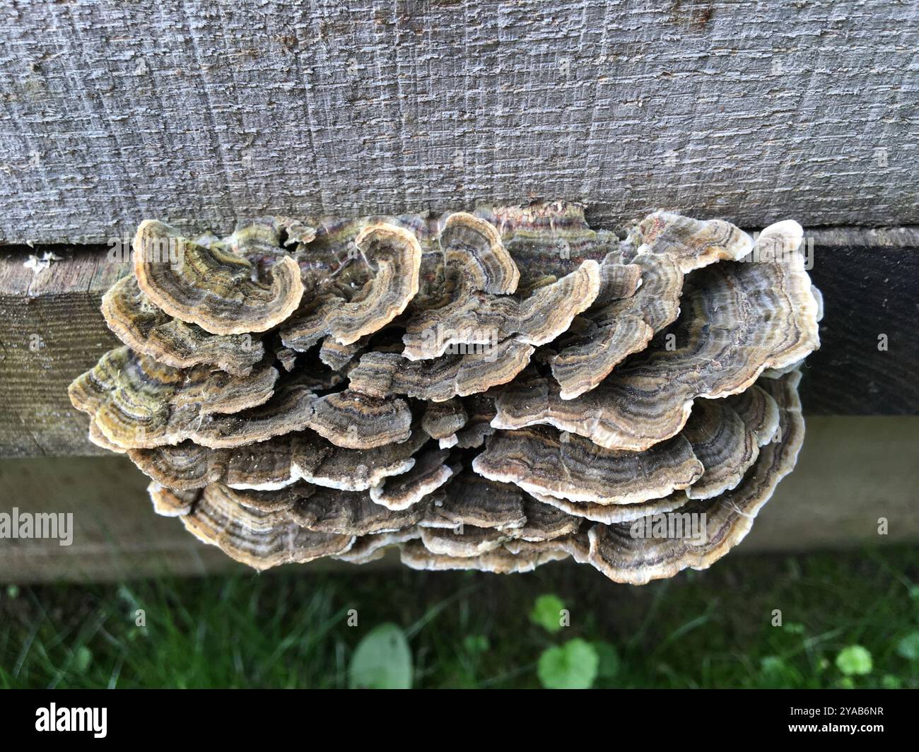 turkey-tail (Trametes versicolor) Fungi Stock Photo - Alamy