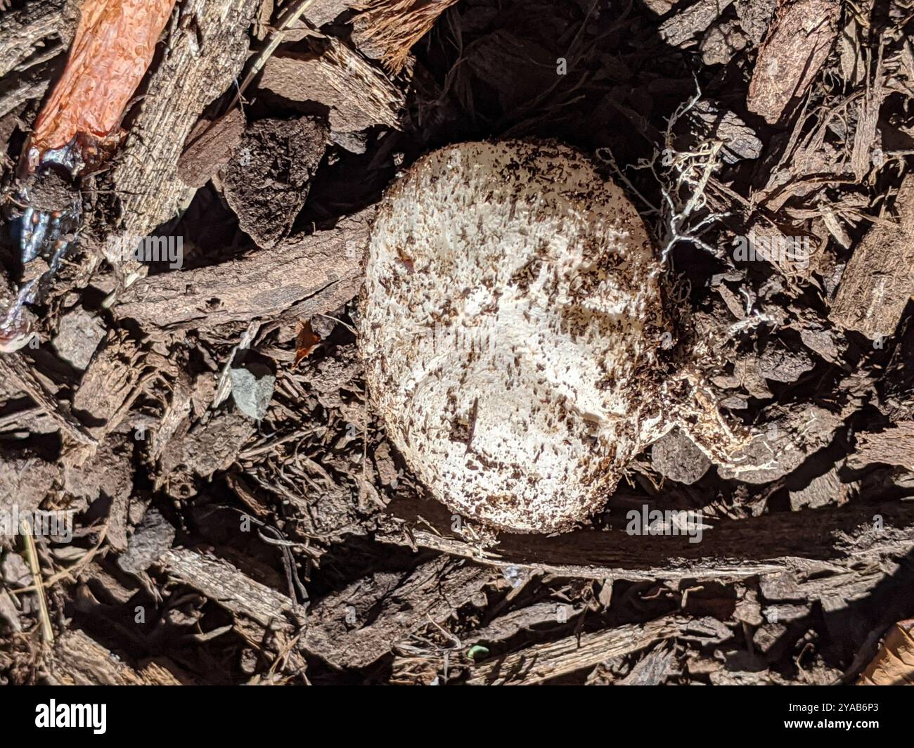 Wrinkly Stinkhorn (Phallus rugulosus) Fungi Stock Photo - Alamy
