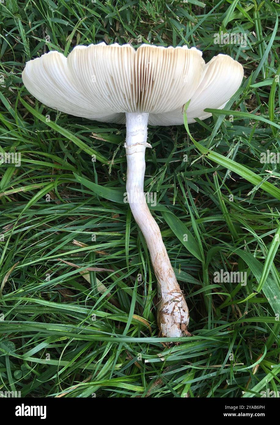 White Dapperling (Leucoagaricus leucothites) Fungi Stock Photo - Alamy