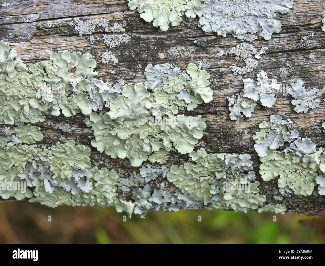 common greenshield lichen (Flavoparmelia caperata) Fungi Stock Photo ...