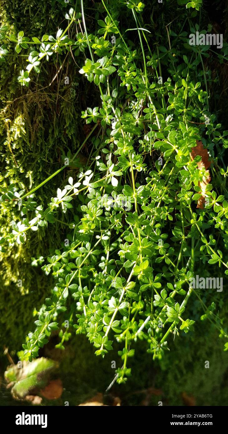 Common Marsh-bedstraw (Galium palustre) Plantae Stock Photo - Alamy