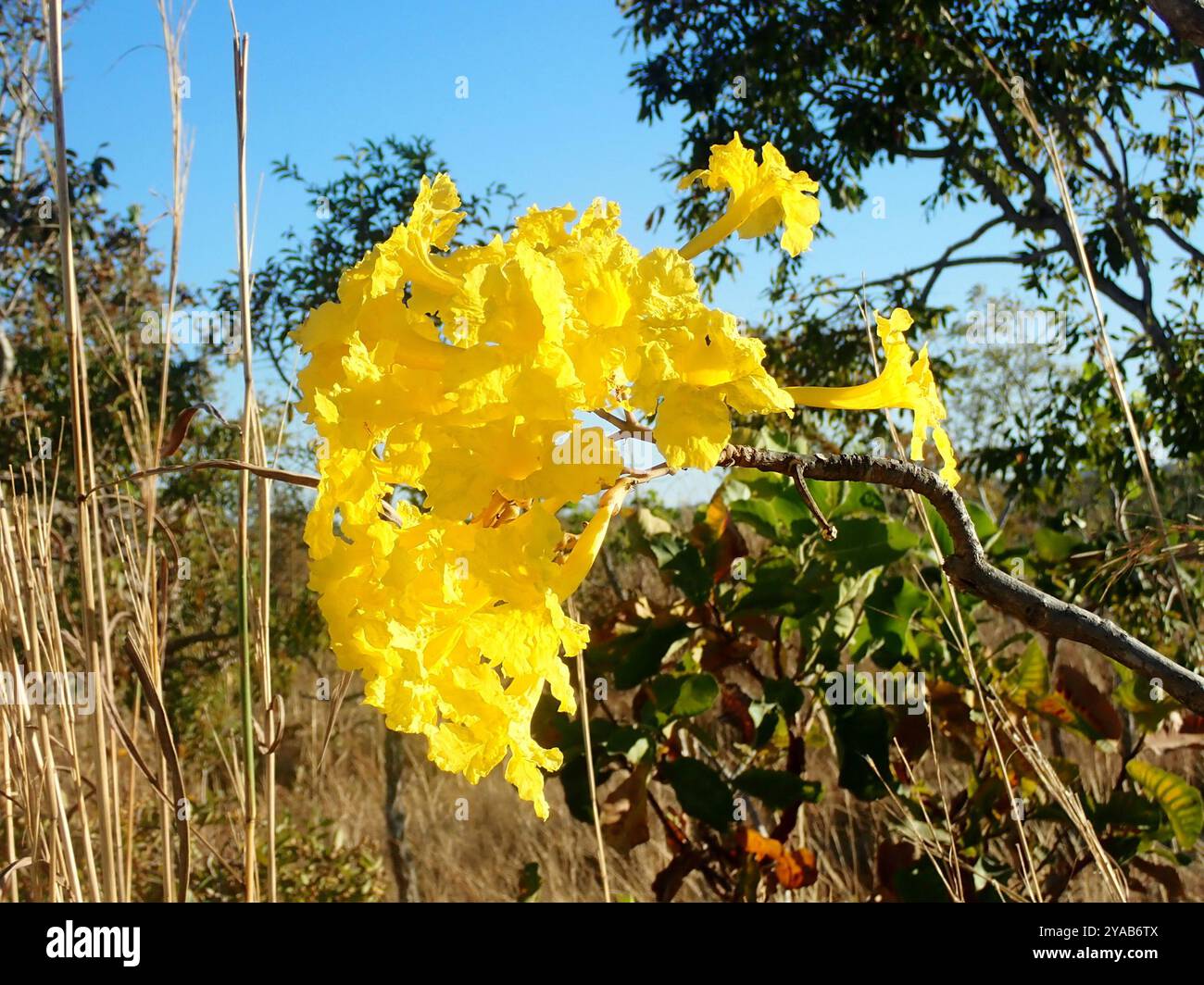 Yellow Trumpet-tree (Tabebuia aurea) Plantae Stock Photo - Alamy