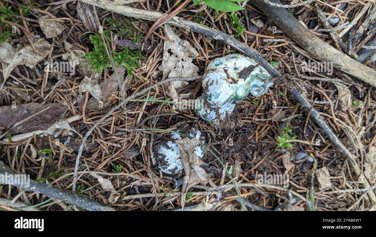 indigo milk cap (Lactarius indigo) Fungi Stock Photo - Alamy