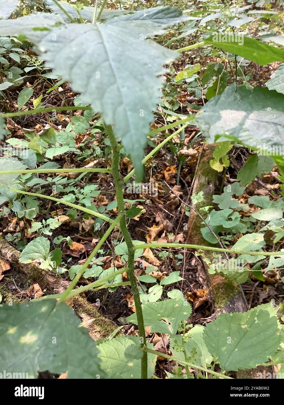 wood nettle (Laportea canadensis) Plantae Stock Photo - Alamy