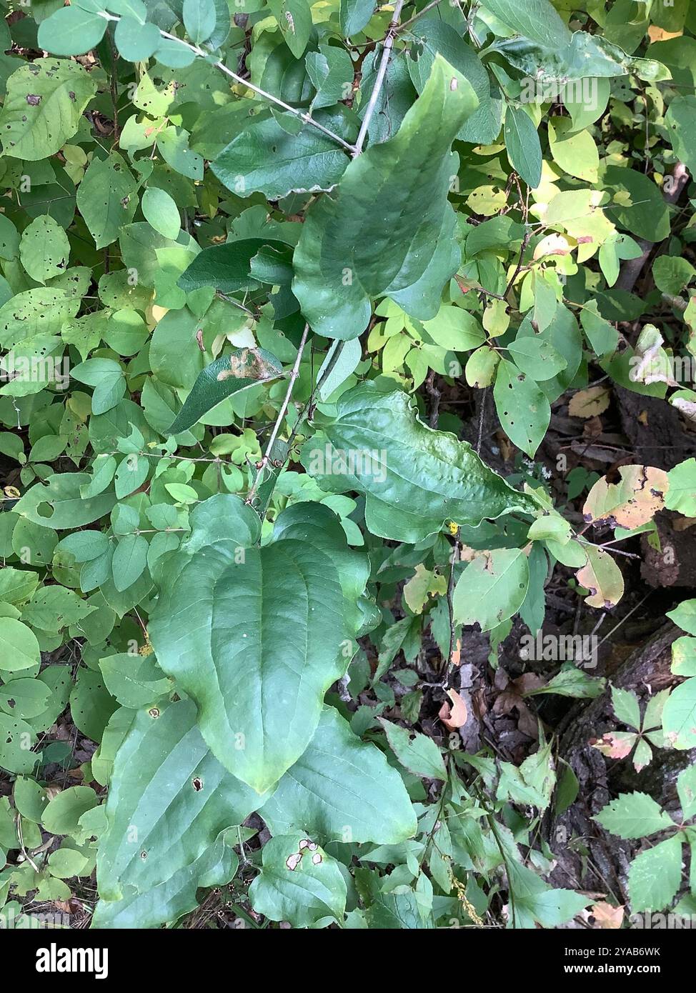 greenbriers (Smilax) Plantae Stock Photo - Alamy