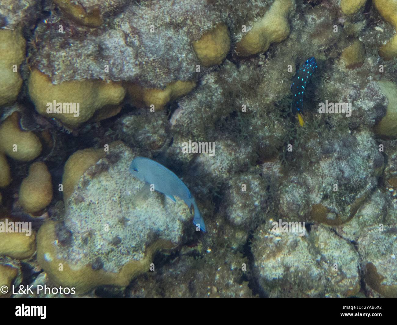 Yellowtail Damselfish (Microspathodon chrysurus) Actinopterygii Stock ...