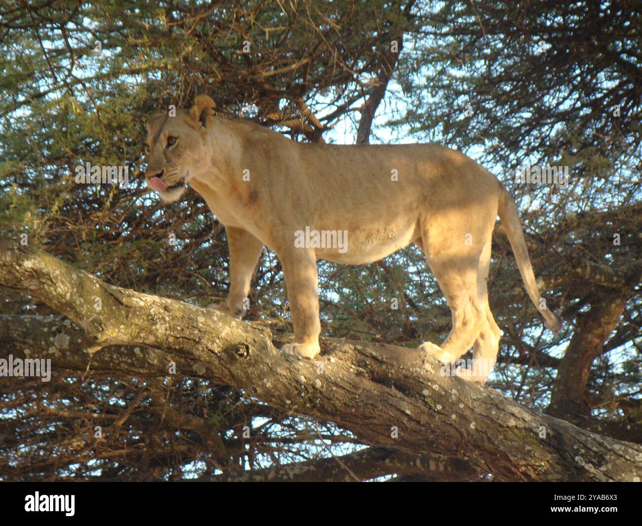 Southern Lion (Panthera leo melanochaita) Mammalia Stock Photo - Alamy