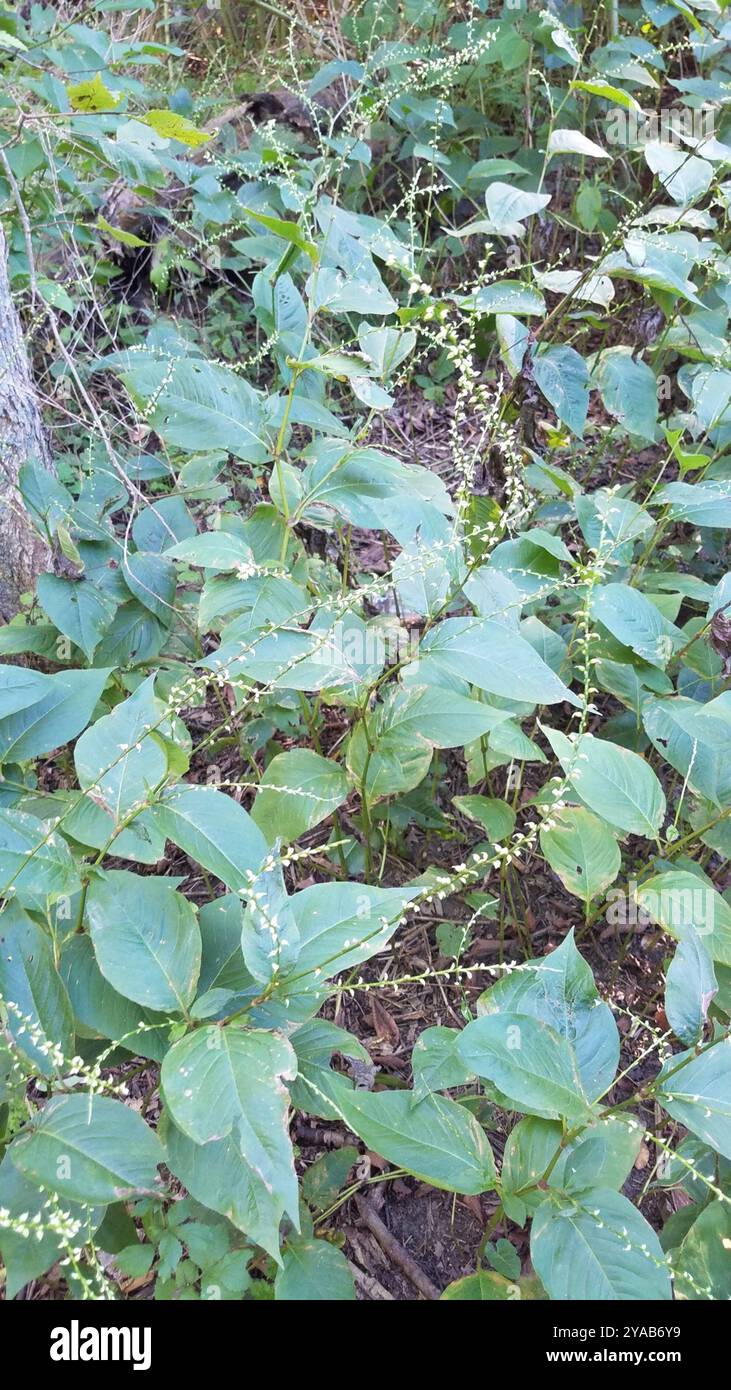 American jumpseed (Persicaria virginiana) Plantae Stock Photo - Alamy
