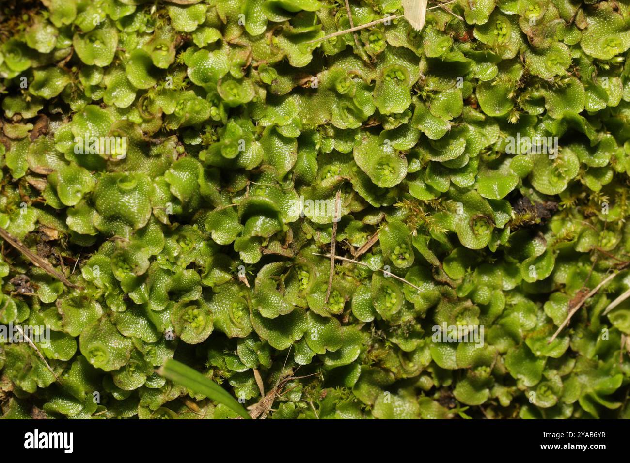 Crescent-cup liverwort (Lunularia cruciata) Plantae Stock Photo - Alamy