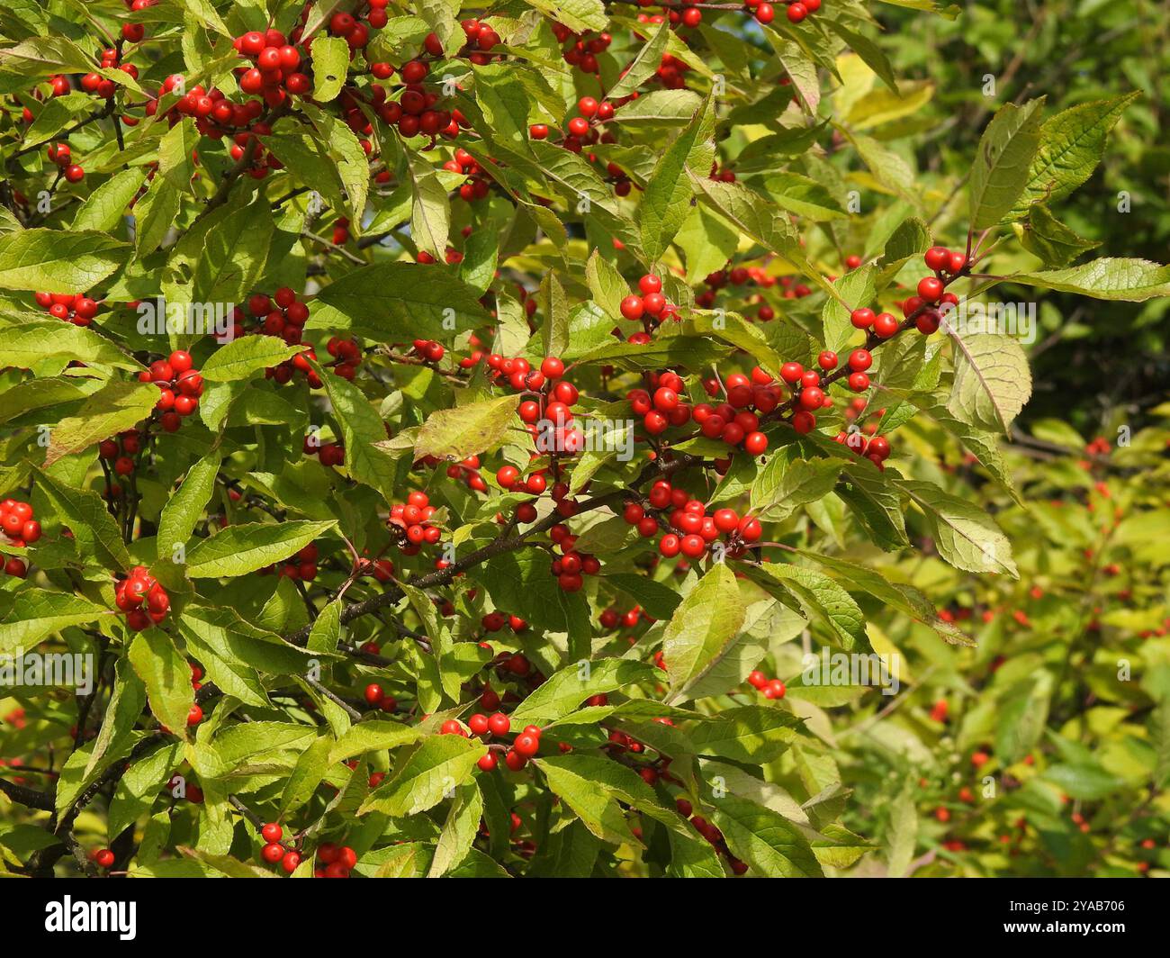 winterberry holly (Ilex verticillata) Plantae Stock Photo - Alamy