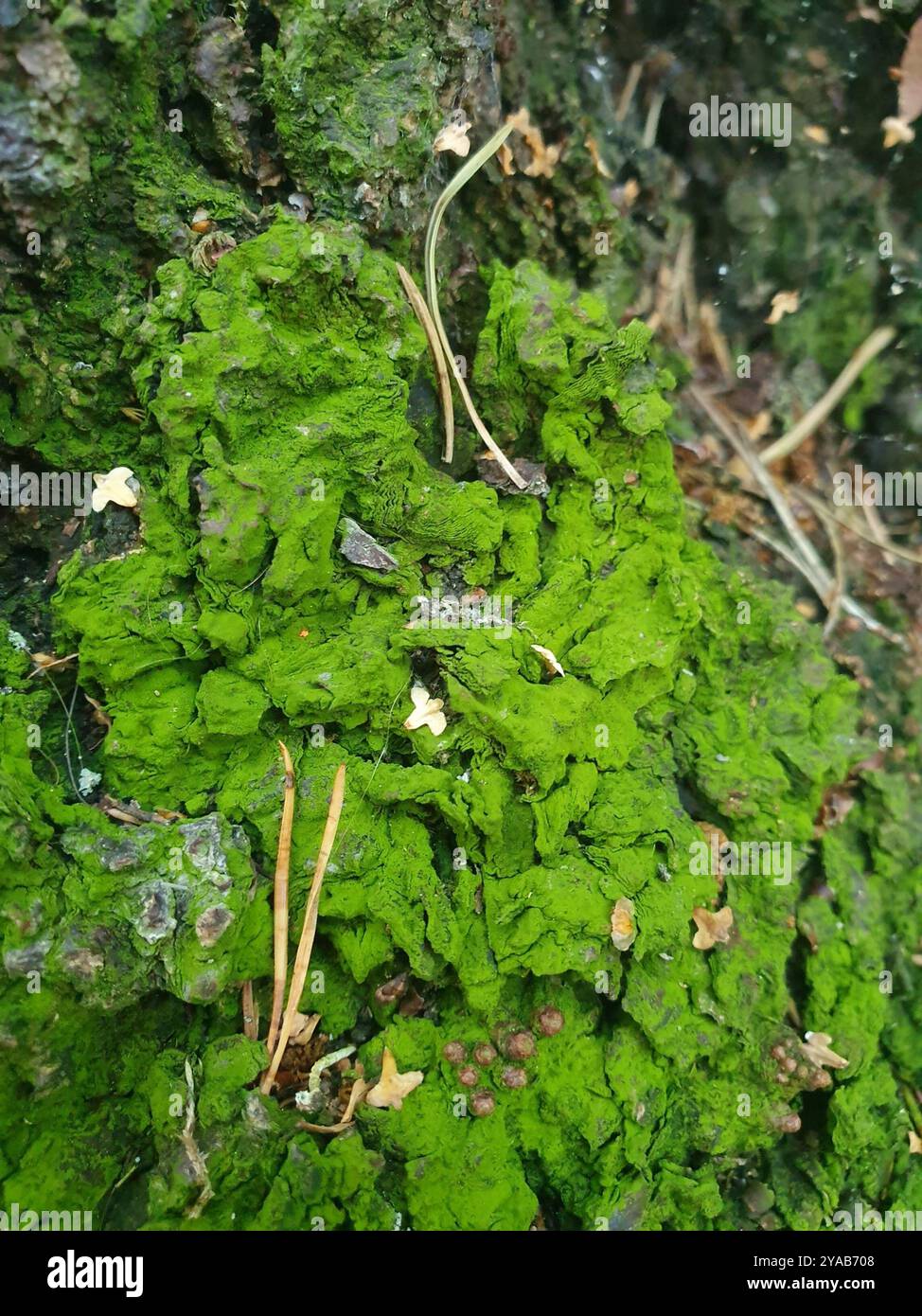 (Desmococcus olivaceus) Plantae Stock Photo - Alamy