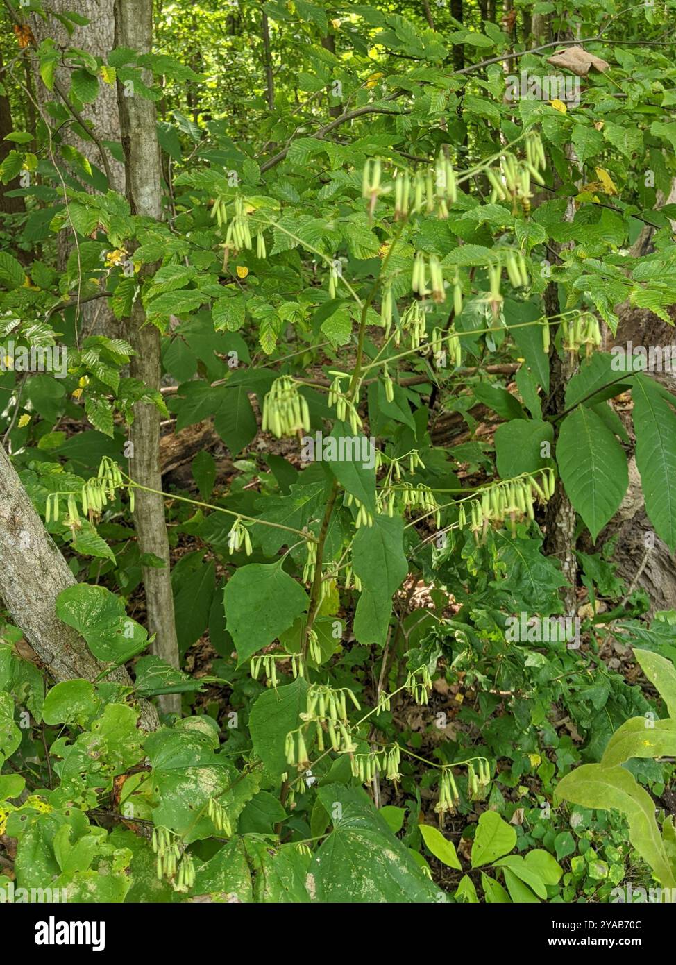tall rattlesnake root (Nabalus altissimus) Plantae Stock Photo - Alamy