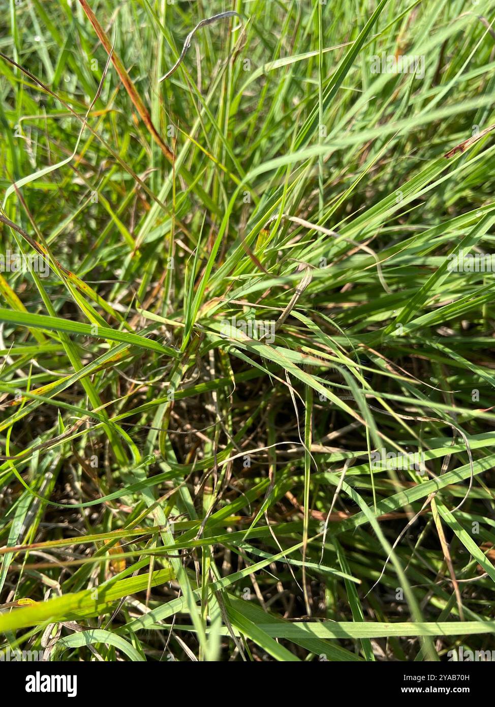 buffalograss (Bouteloua dactyloides) Plantae Stock Photo - Alamy