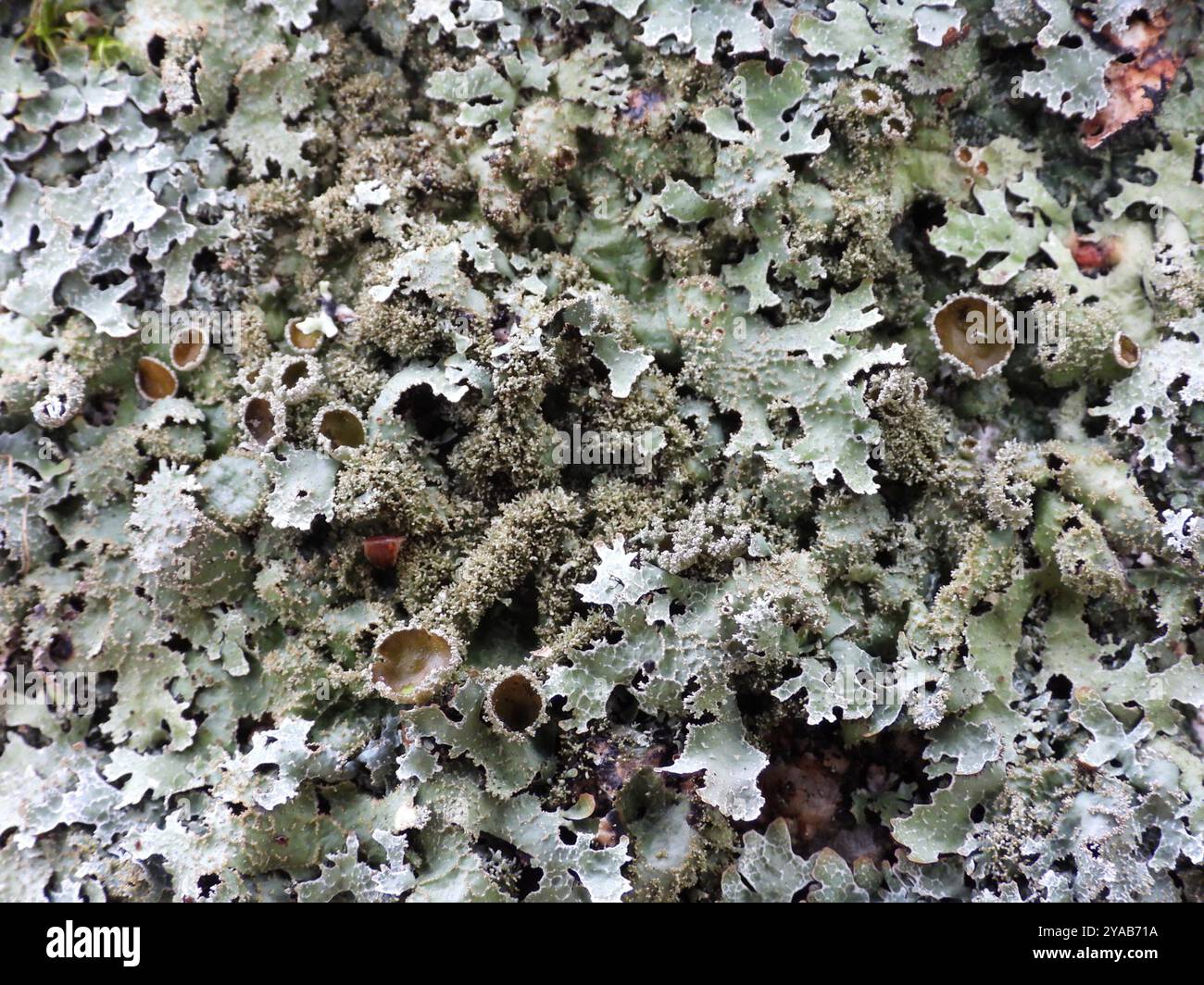 Salted Shield Lichen (Parmelia saxatilis) Fungi Stock Photo - Alamy