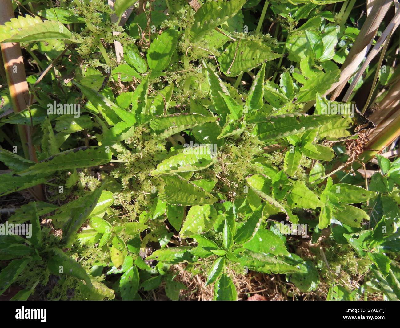 Canada clearweed (Pilea pumila) Plantae Stock Photo - Alamy