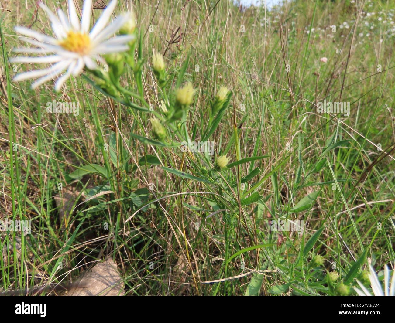 hairy white oldfield aster (Symphyotrichum pilosum) Plantae Stock Photo ...