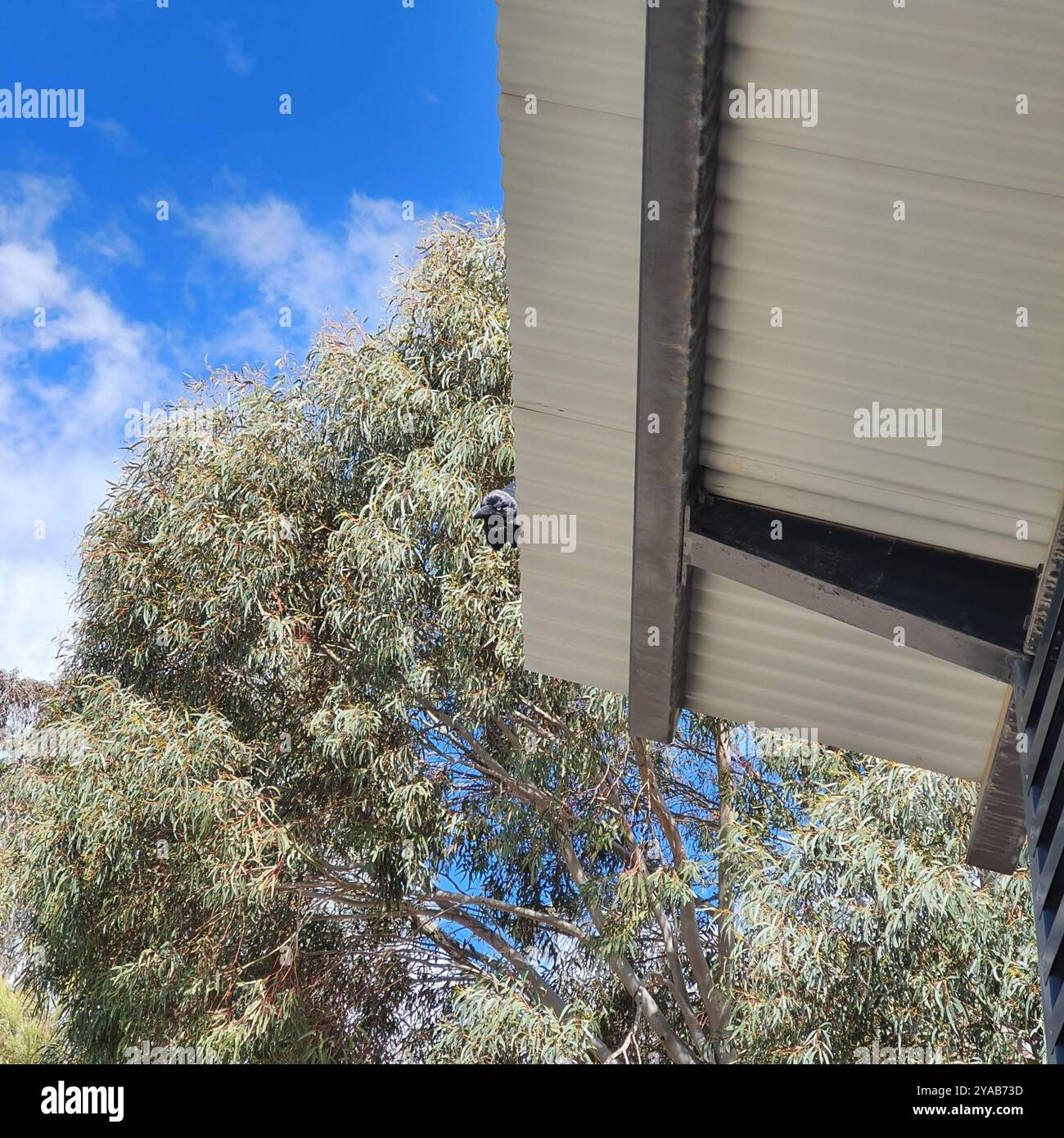 Australian Raven (Corvus coronoides) Aves Stock Photo - Alamy