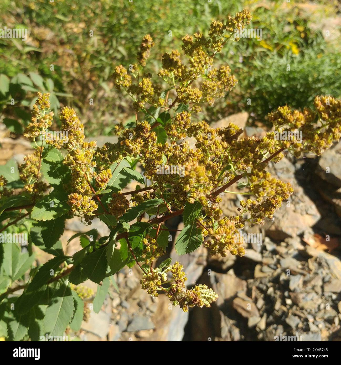 white meadowsweet (Spiraea alba) Plantae Stock Photo - Alamy