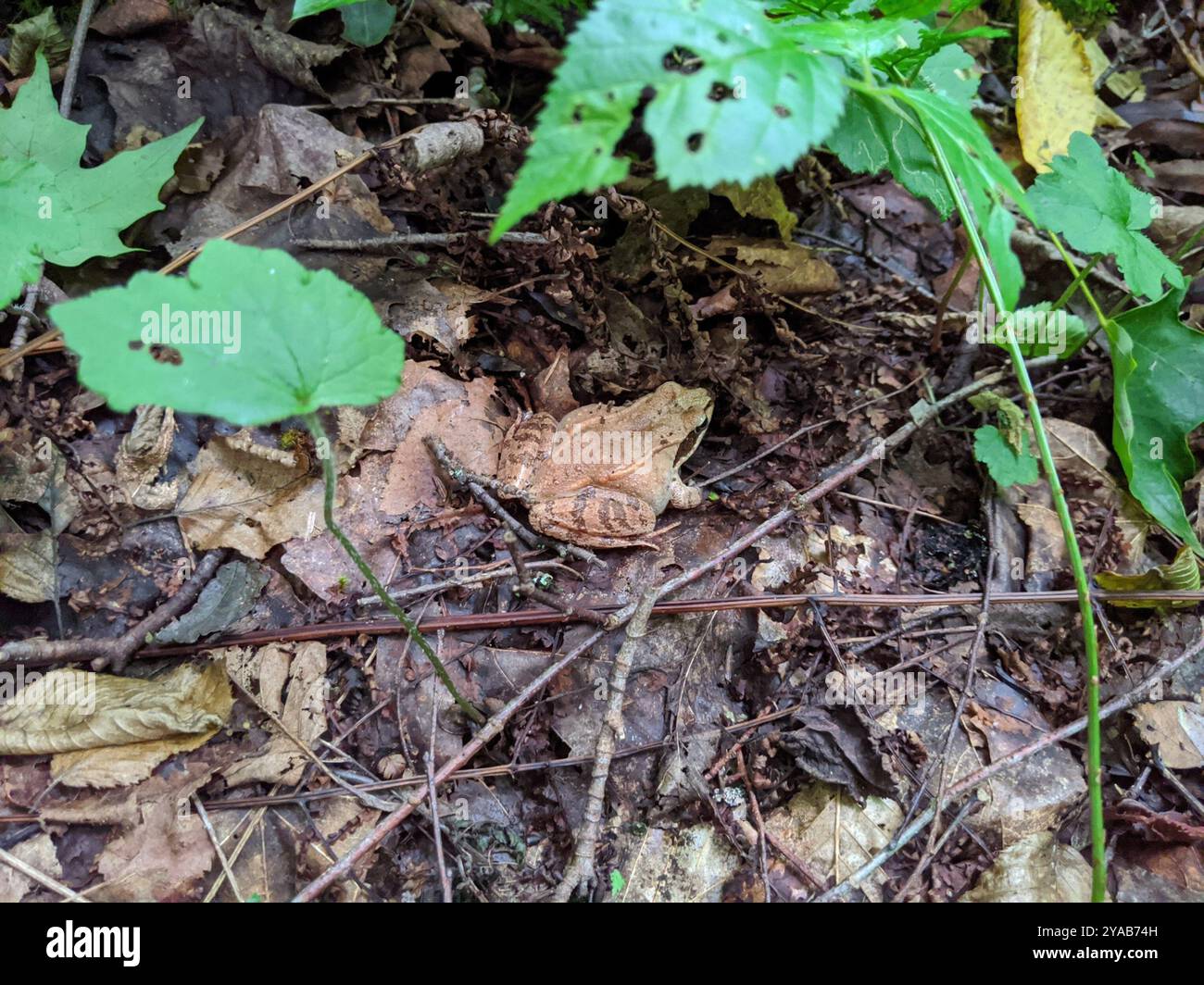 Wood Frog (Lithobates sylvaticus) Amphibia Stock Photo - Alamy