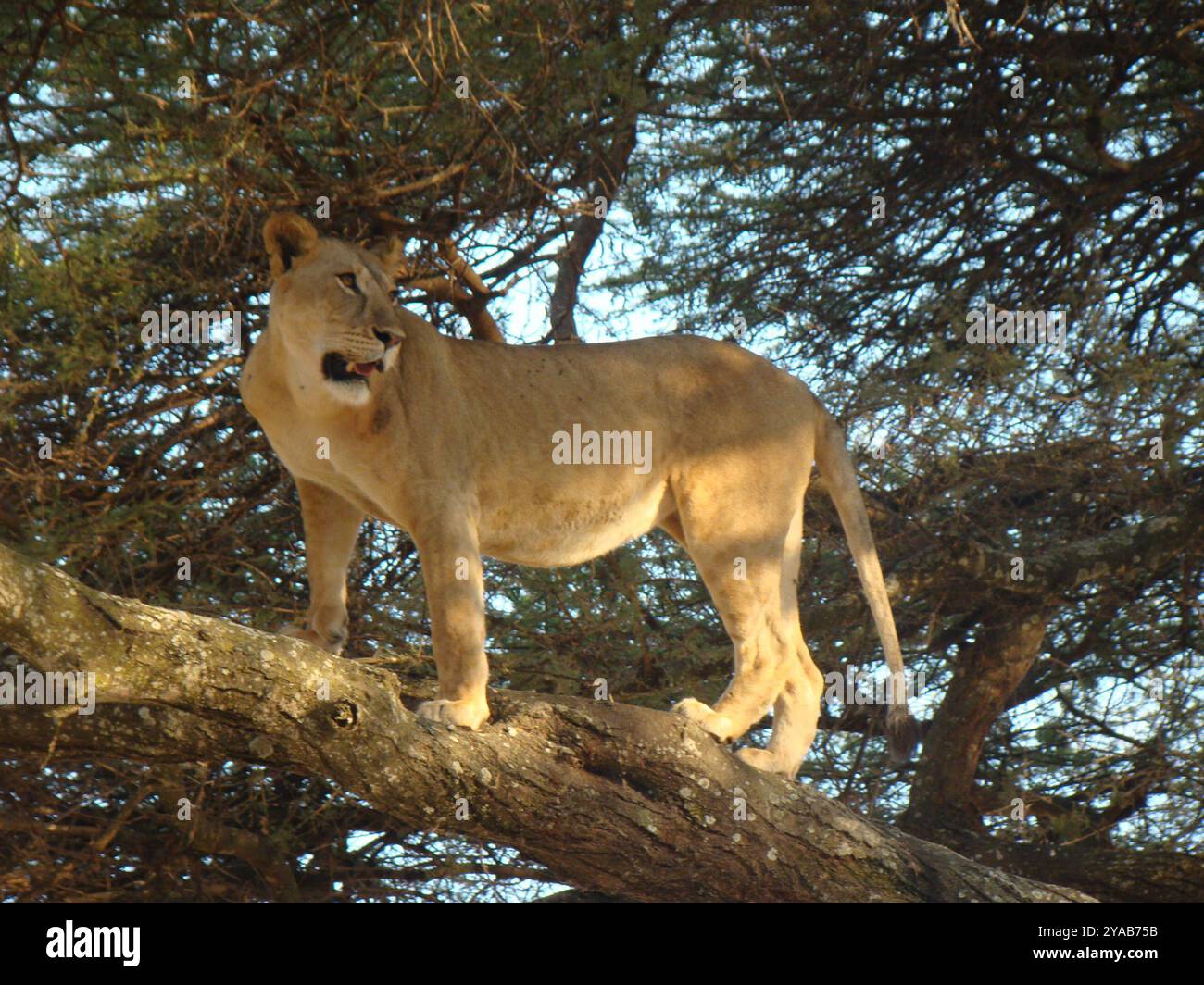 Southern Lion (Panthera leo melanochaita) Mammalia Stock Photo - Alamy