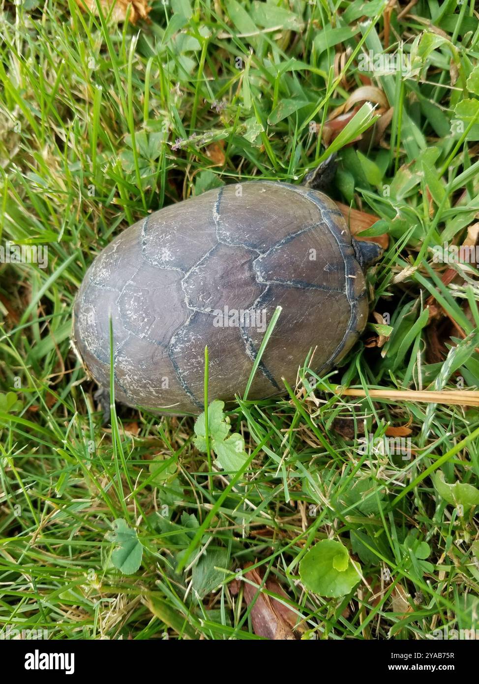 Southeastern Mud Turtle (Kinosternon subrubrum subrubrum) Reptilia ...