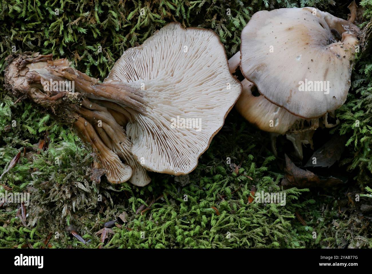 Micheneri hi-res stock photography and images - Alamy