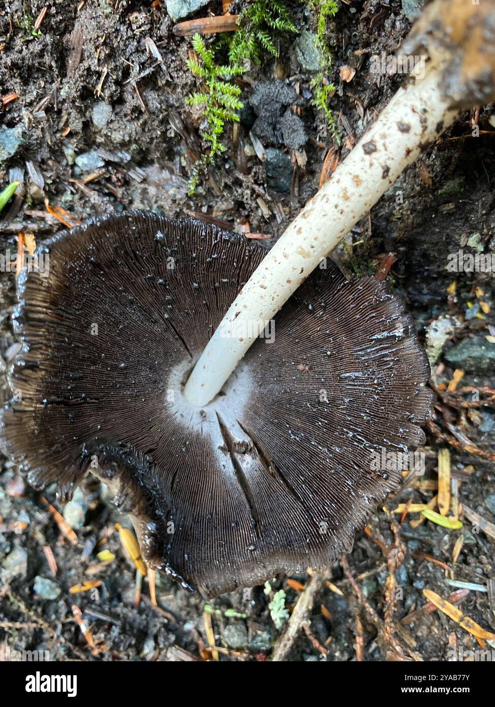 Common Ink Cap (Coprinopsis atramentaria) Fungi Stock Photo - Alamy