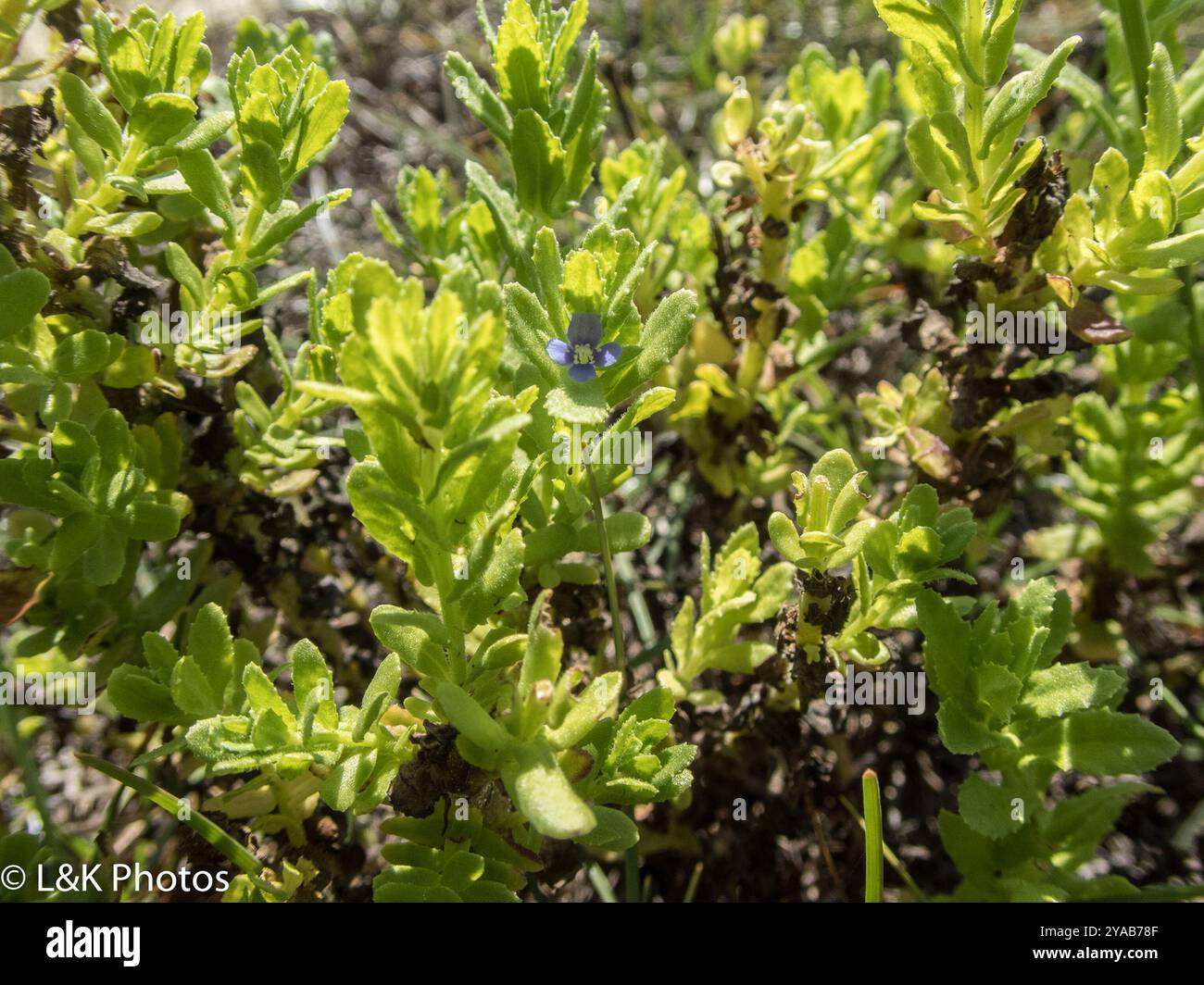 plantain family (Plantaginaceae) Plantae Stock Photo - Alamy