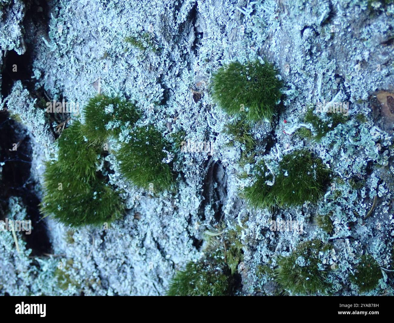 Fragile Fork-moss (Dicranum tauricum) Plantae Stock Photo - Alamy