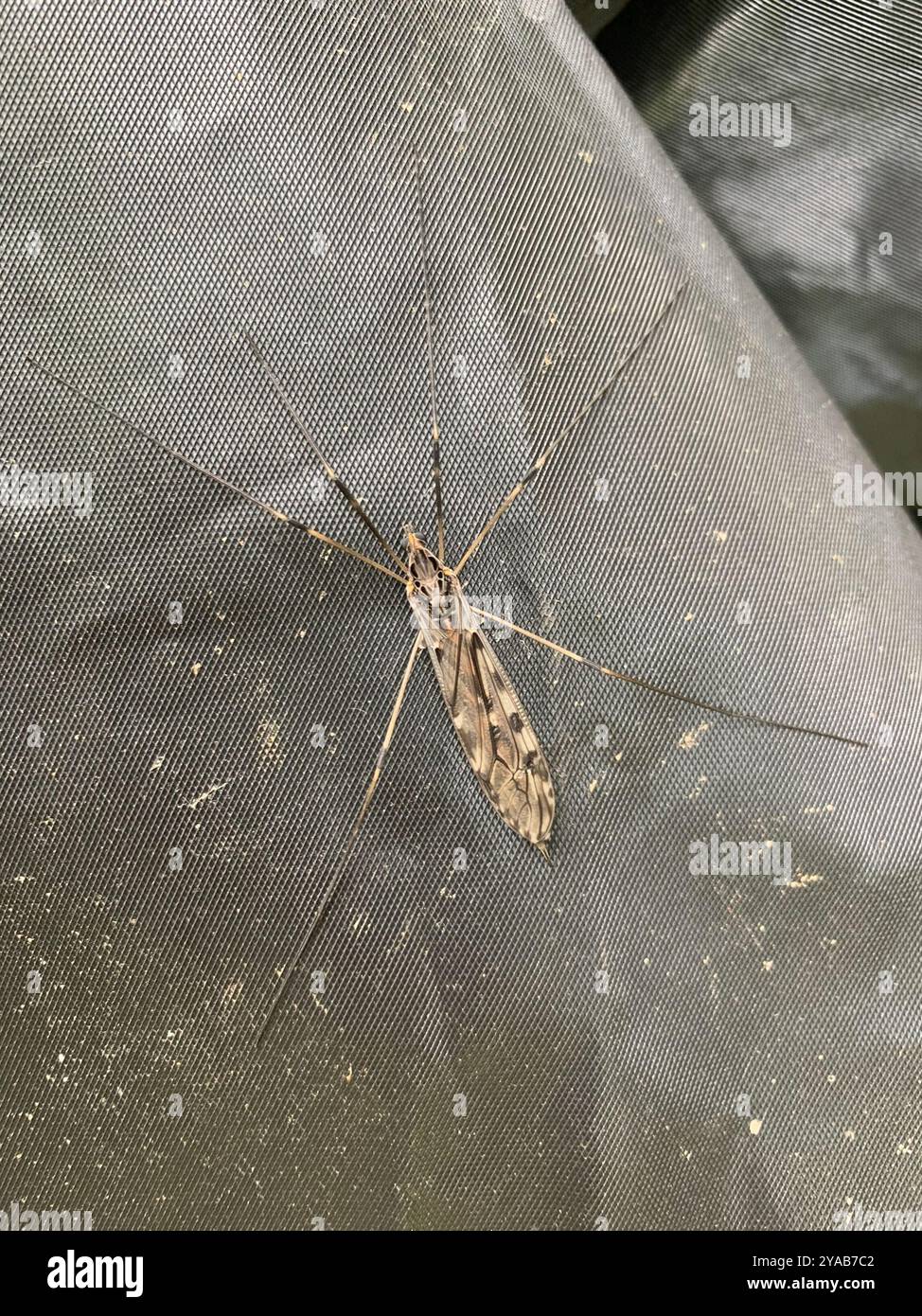 Giant Crane Fly (Tipula abdominalis) Insecta Stock Photo - Alamy