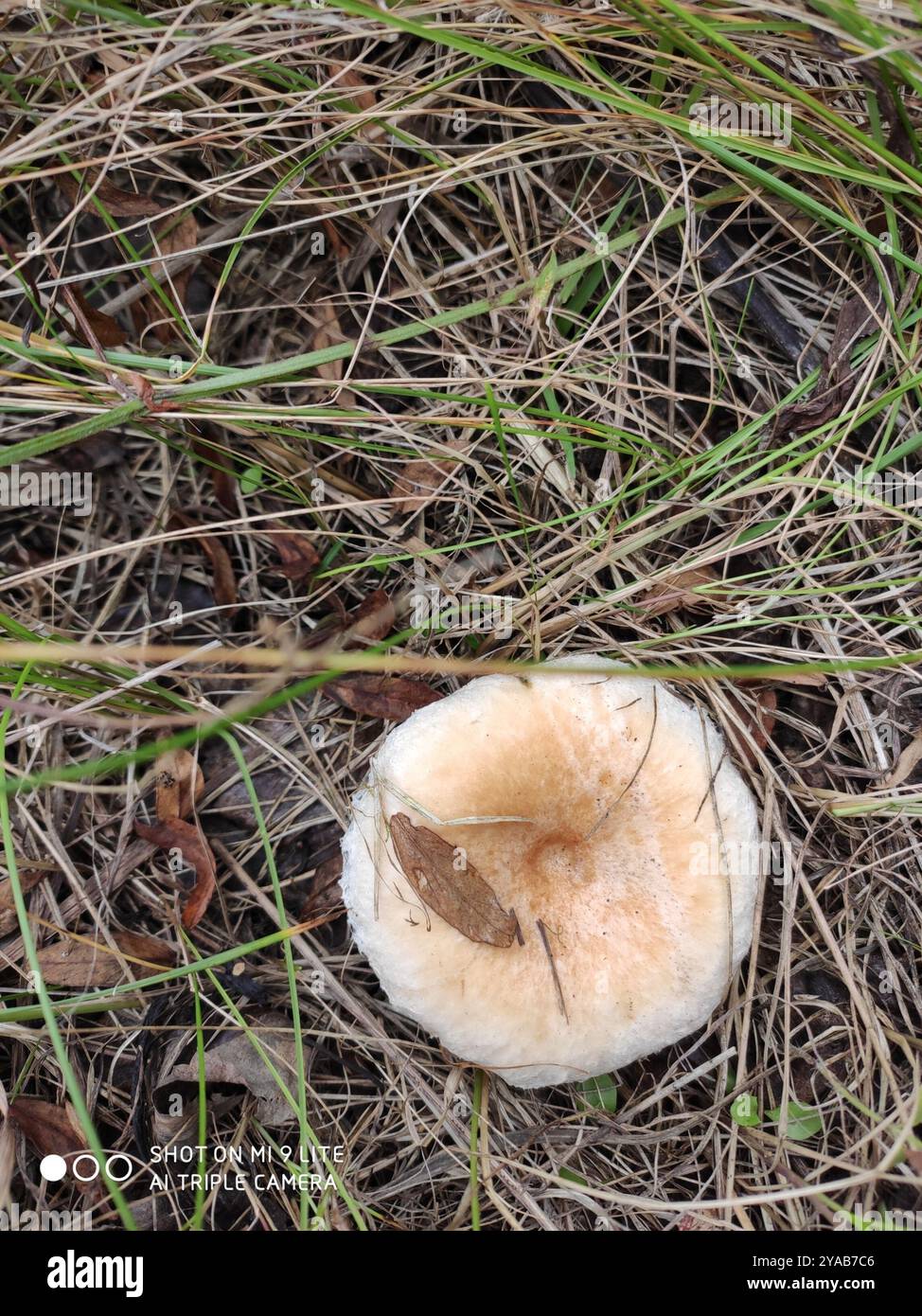 Downy milk cap (Lactarius pubescens) Fungi Stock Photo - Alamy