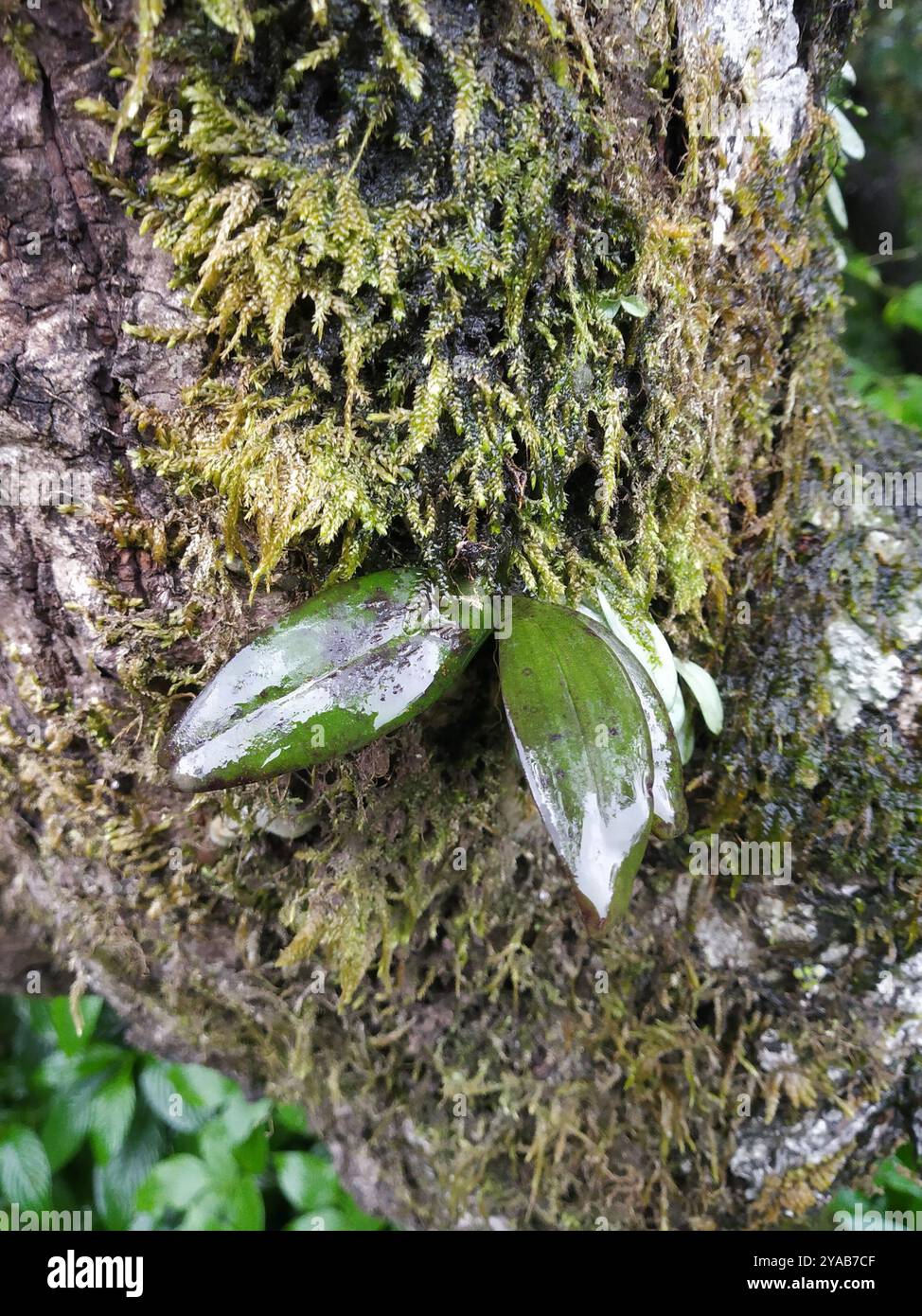 (Smithsonia straminea) Plantae Stock Photo - Alamy