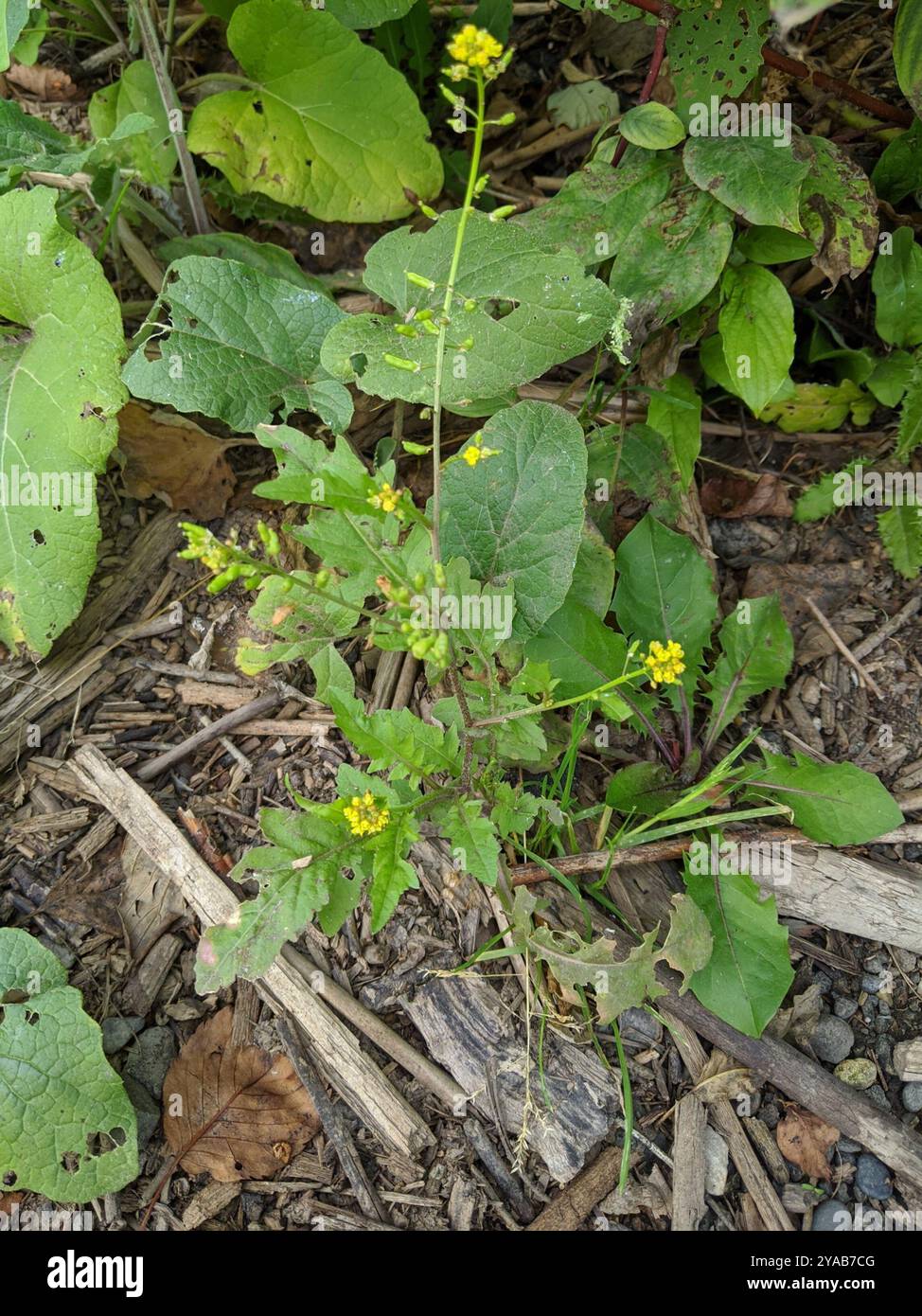 Bog Yellowcress (Rorippa palustris) Plantae Stock Photo - Alamy