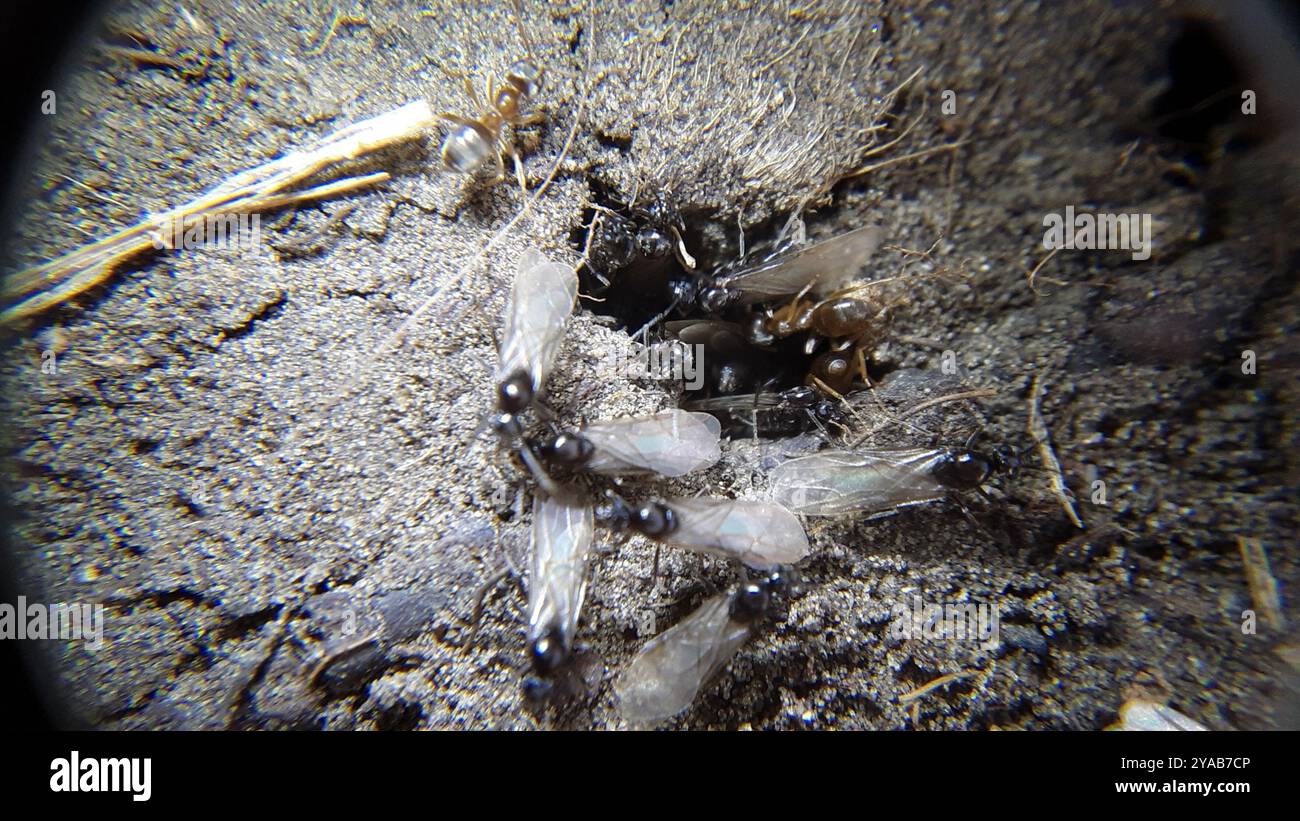 Citronella Ants, Fuzzy Ants, and Allies (Lasius) Insecta Stock Photo ...