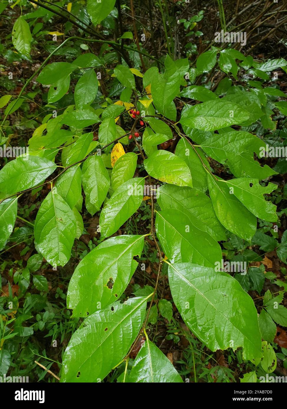 northern spicebush (Lindera benzoin) Plantae Stock Photo - Alamy