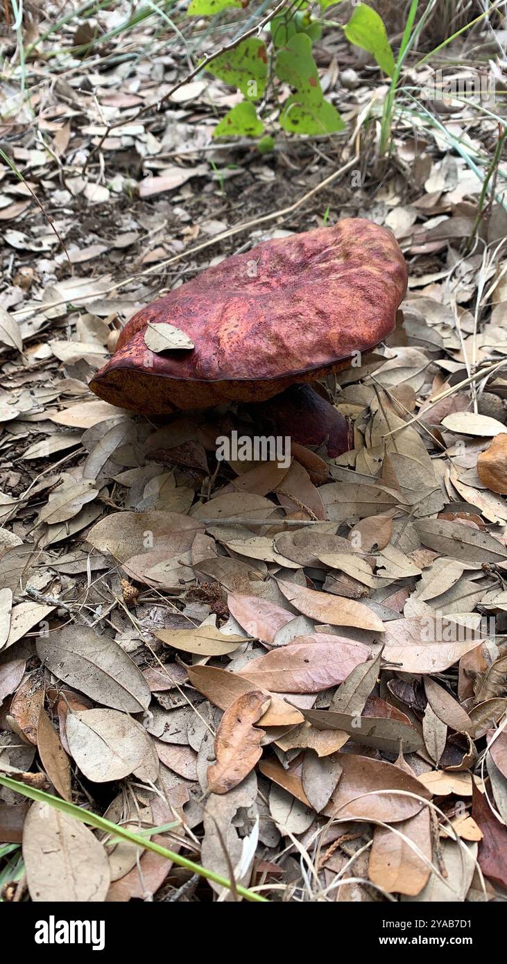 boletes (Boletaceae) Fungi Stock Photo - Alamy