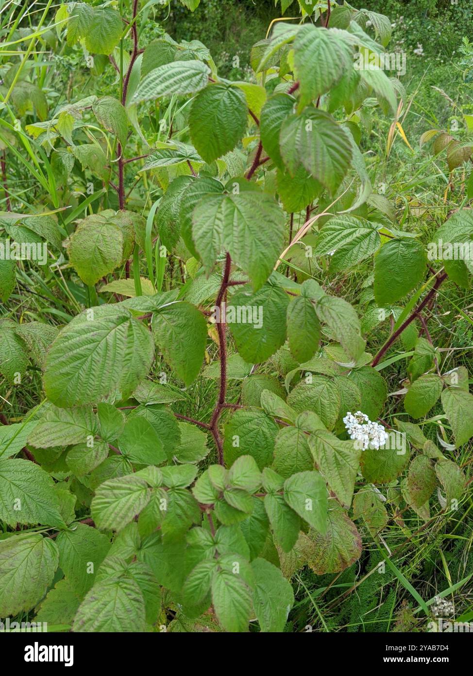red raspberry (Rubus idaeus) Plantae Stock Photo - Alamy