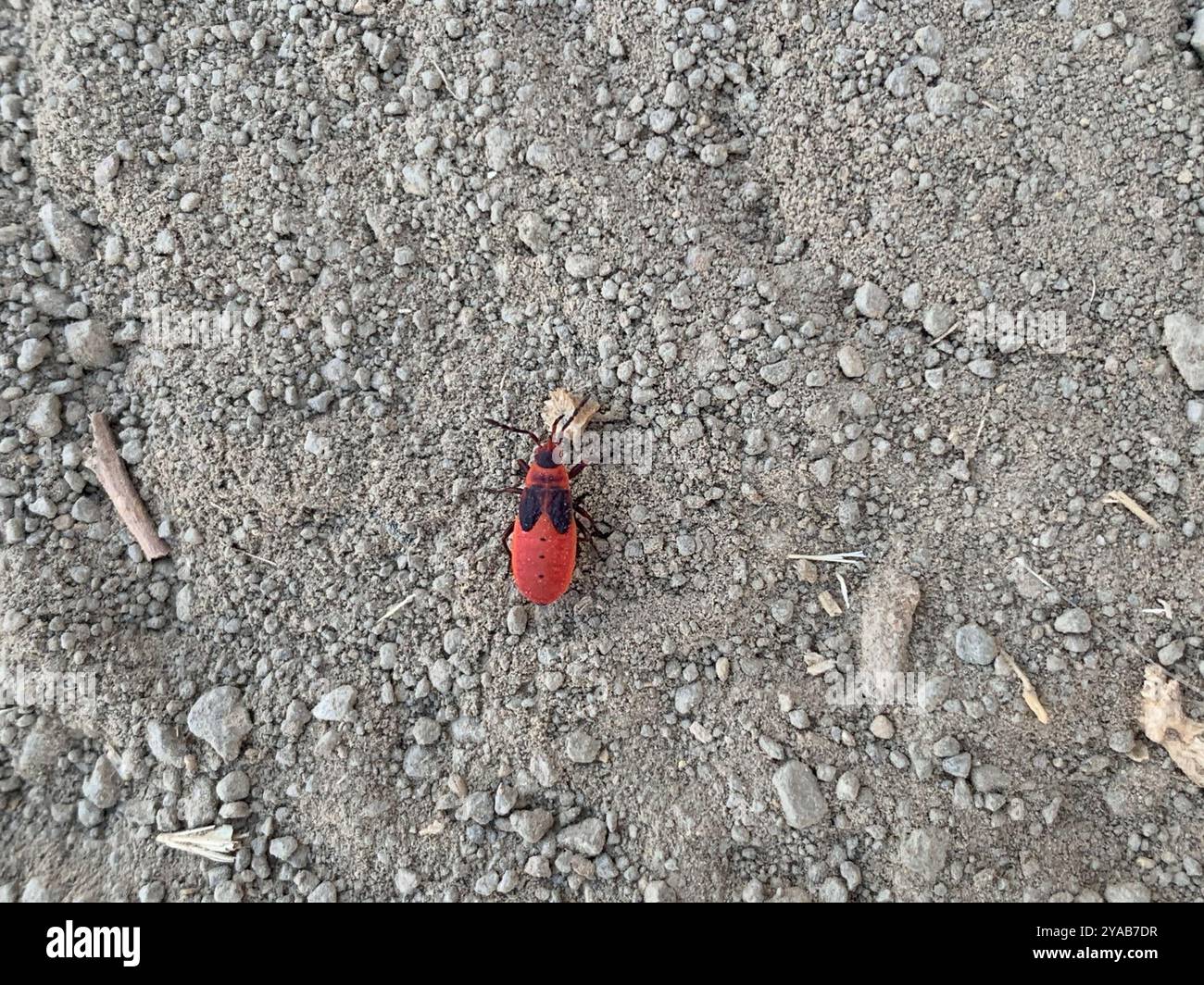 Mediterranean red bug (Scantius aegyptius) Insecta Stock Photo - Alamy