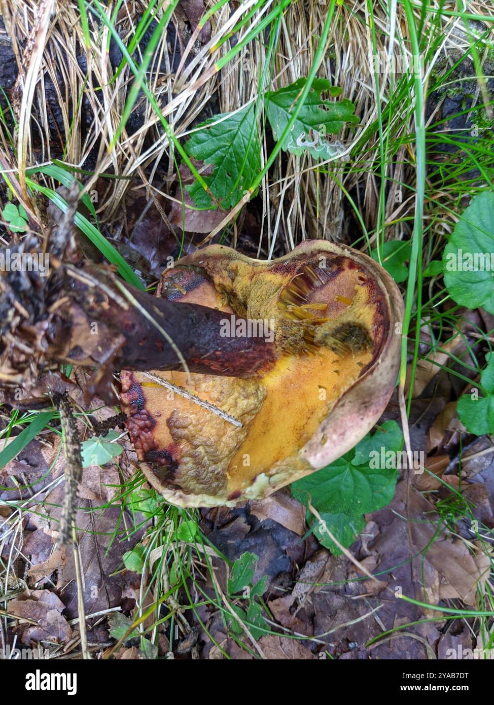 boletes (Boletaceae) Fungi Stock Photo - Alamy