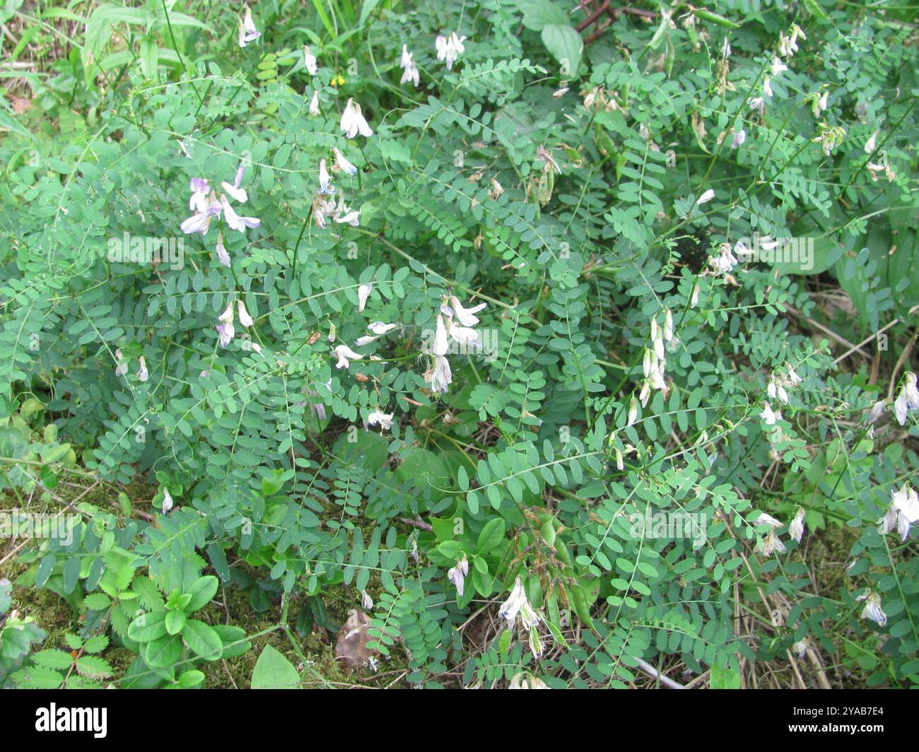 Wood Vetch (Vicia sylvatica) Plantae Stock Photo - Alamy
