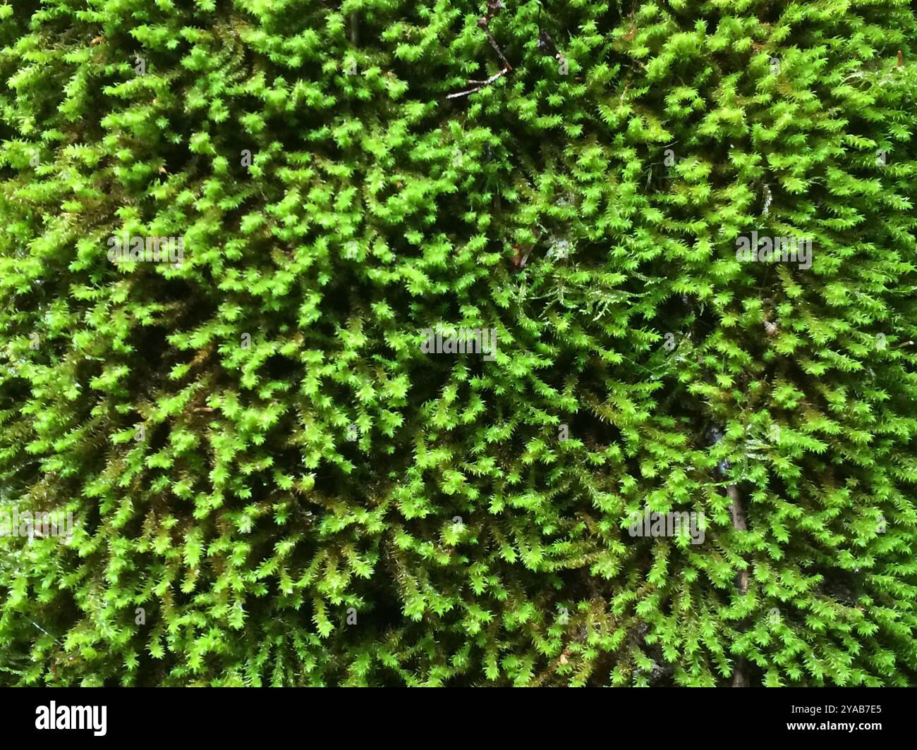 Rambling Tail-moss (Anomodon viticulosus) Plantae Stock Photo - Alamy
