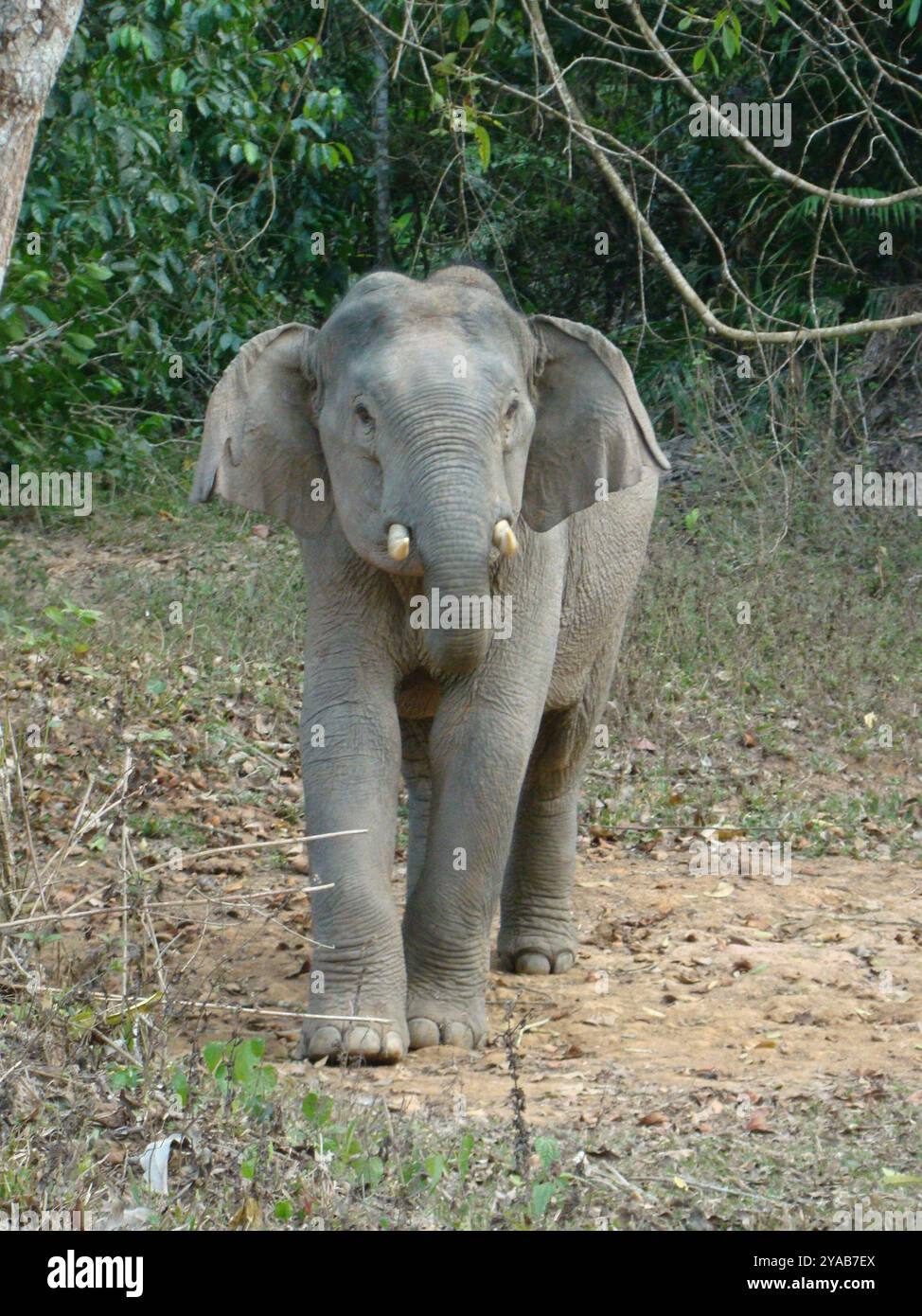 Indian Elephant (Elephas maximus indicus) Mammalia Stock Photo - Alamy