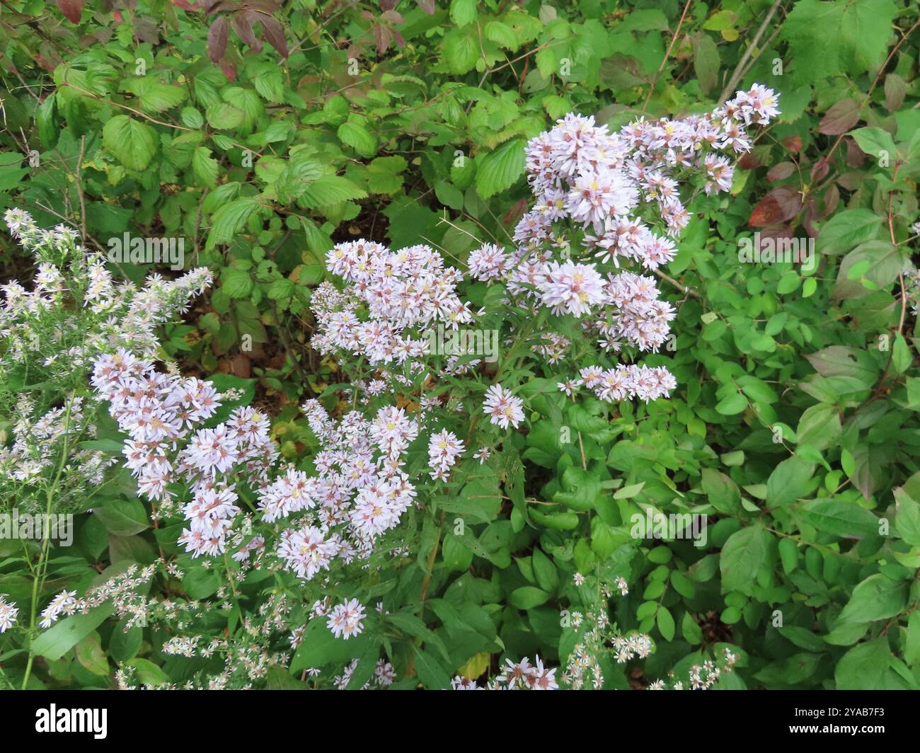 Common Blue Wood Aster (Symphyotrichum cordifolium) Plantae Stock Photo ...