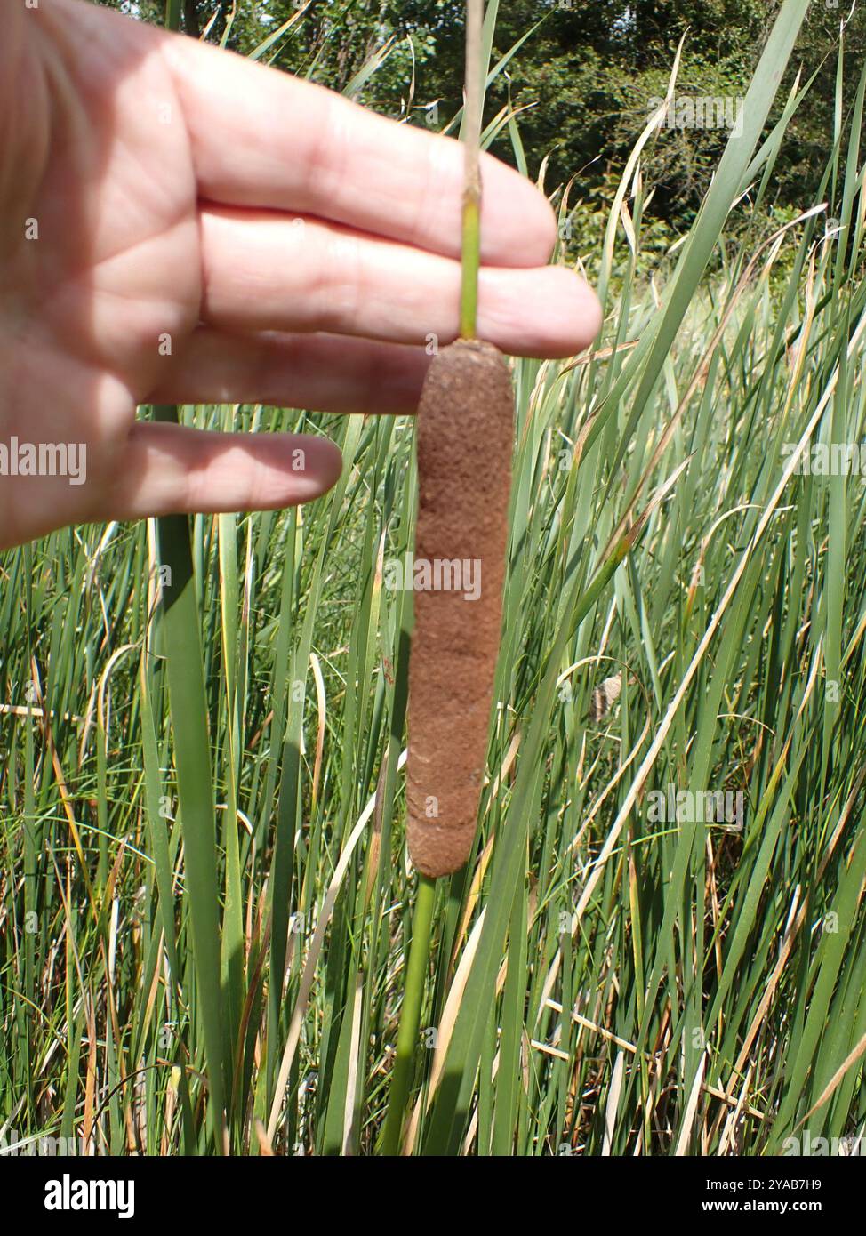 narrow-leaved cattail (Typha angustifolia) Plantae Stock Photo - Alamy