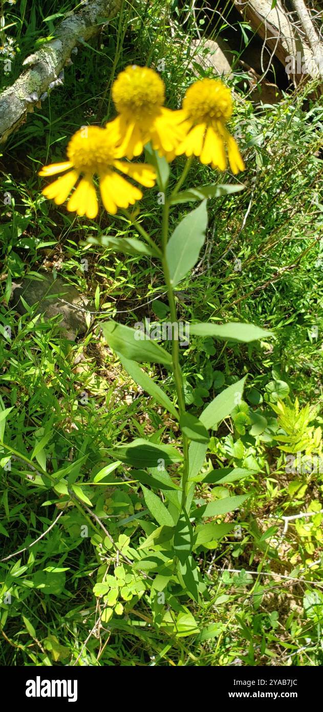 common sneezeweed (Helenium autumnale) Plantae Stock Photo - Alamy