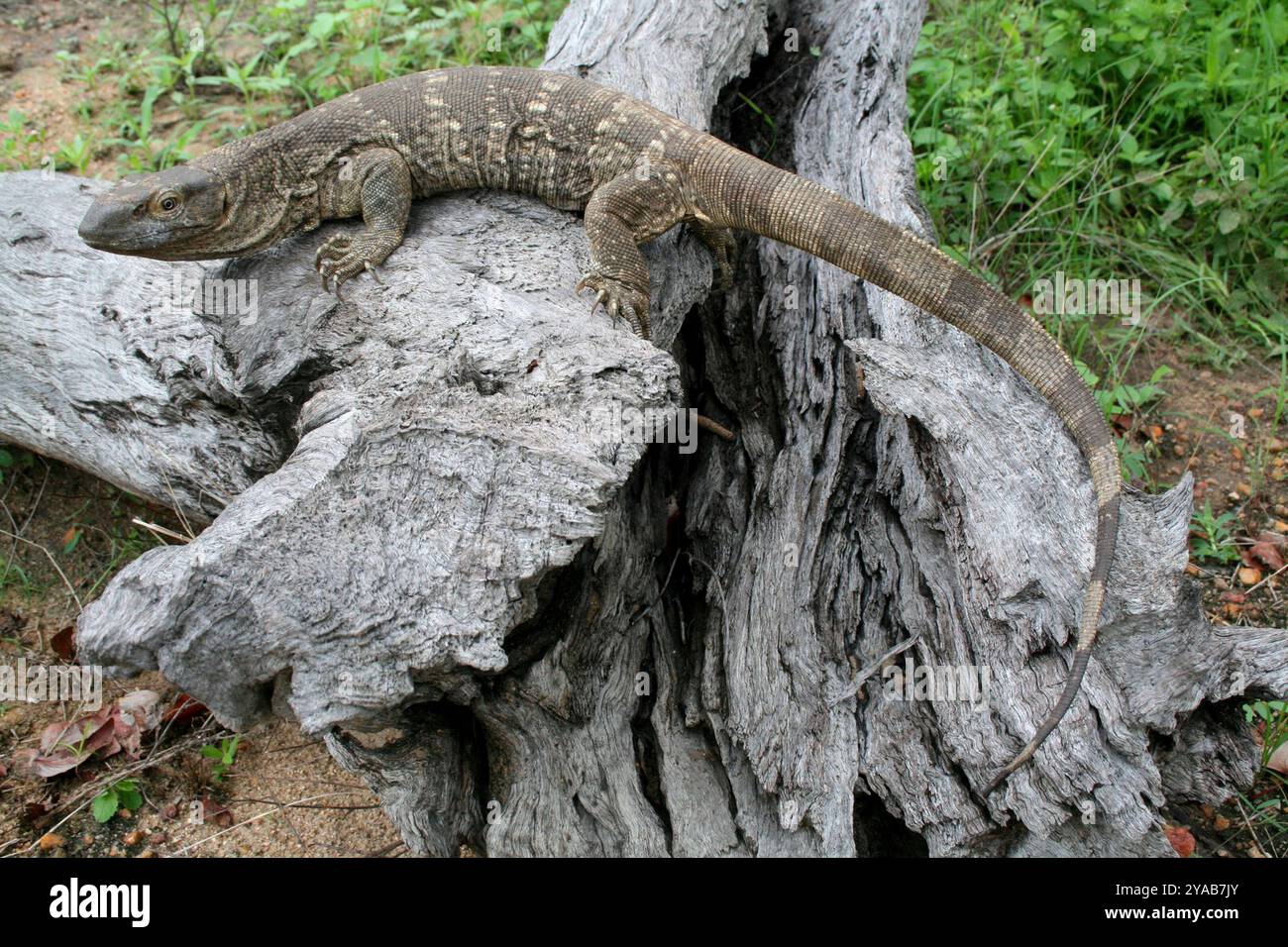 White-throated monitor (Varanus albigularis albigularis) Reptilia Stock ...