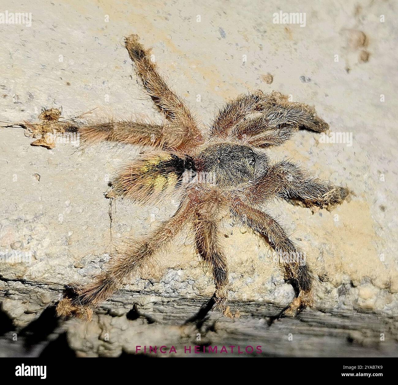 Tarantulas (Theraphosidae) Arachnida Stock Photo - Alamy