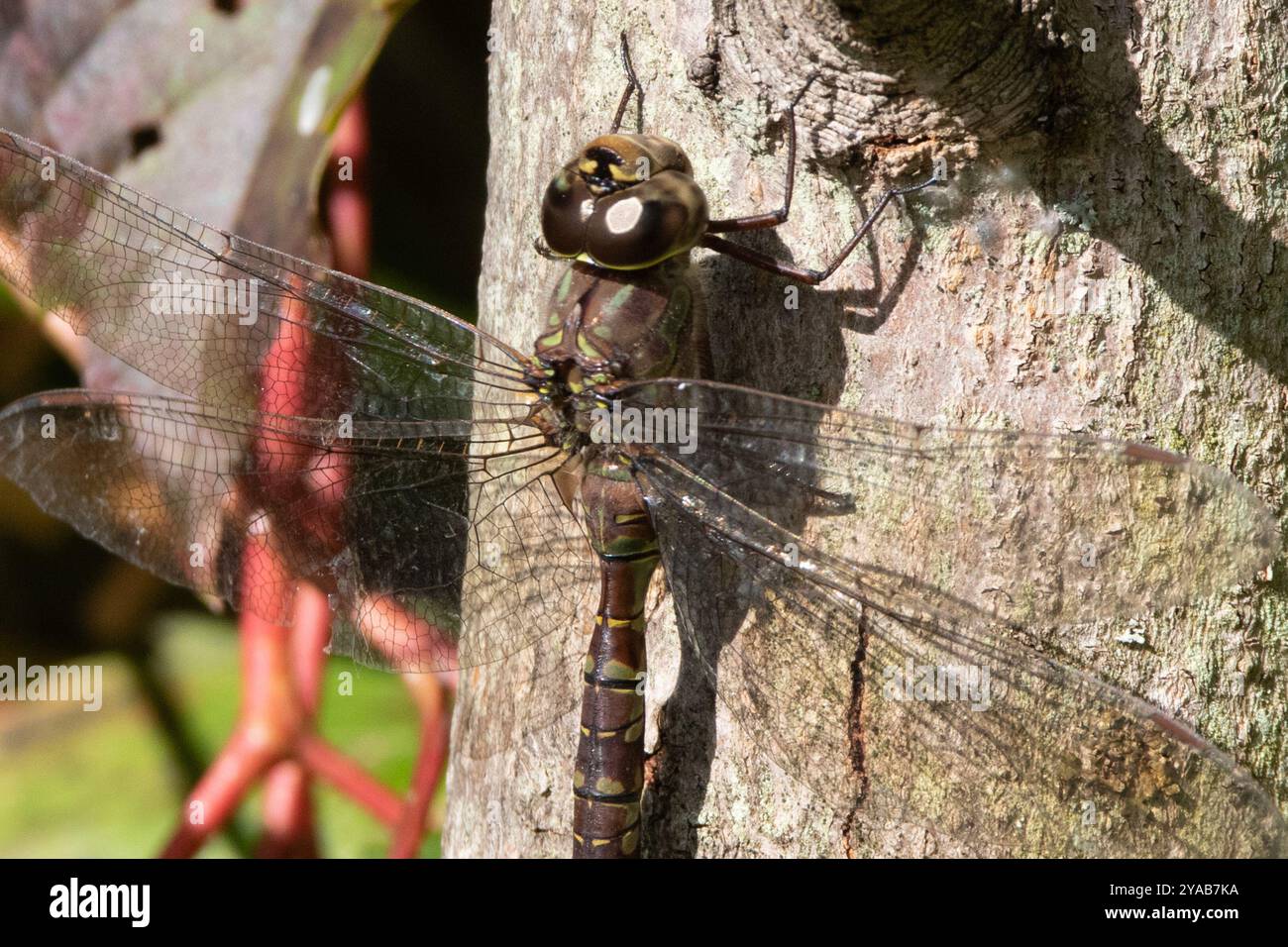 Canada Darner (Aeshna canadensis) Insecta Stock Photo - Alamy