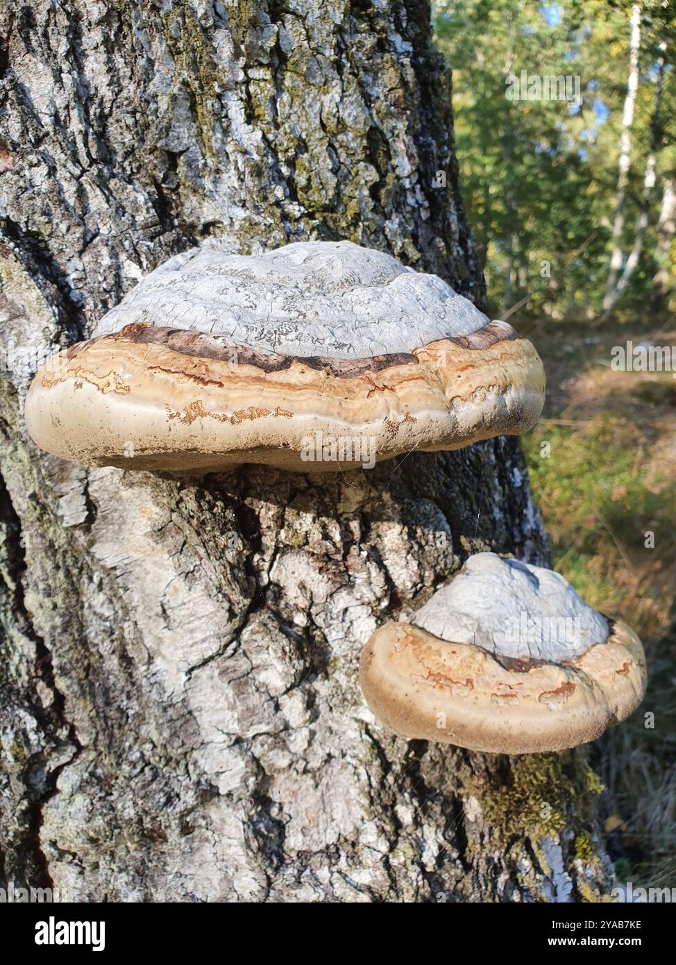 Hoof Fungus (Fomes fomentarius) Fungi Stock Photo - Alamy